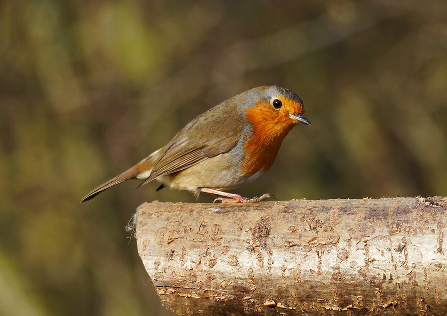 Robin on a log Photograph by Paul Gulliver - Fine Art America