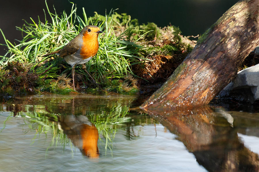 Robin reflection Photograph by Izzy Standbridge - Fine Art America