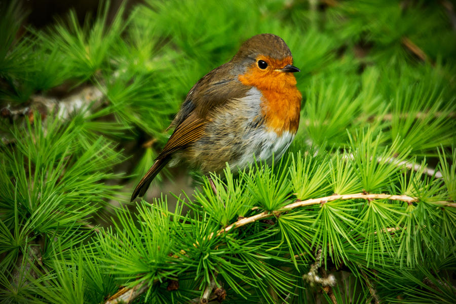 Robin Photograph by Sam Smith Photography - Fine Art America