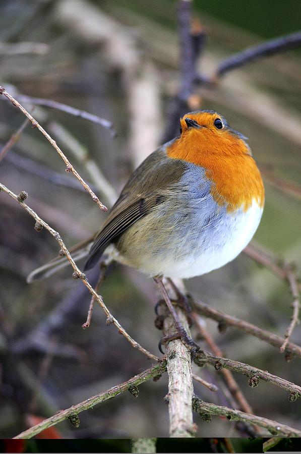Robin by Science Photo Library