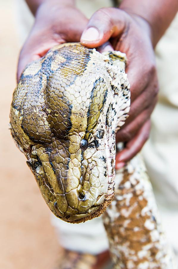 Rock Python Recovered From Poachers Photograph by Peter Chadwick - Fine ...
