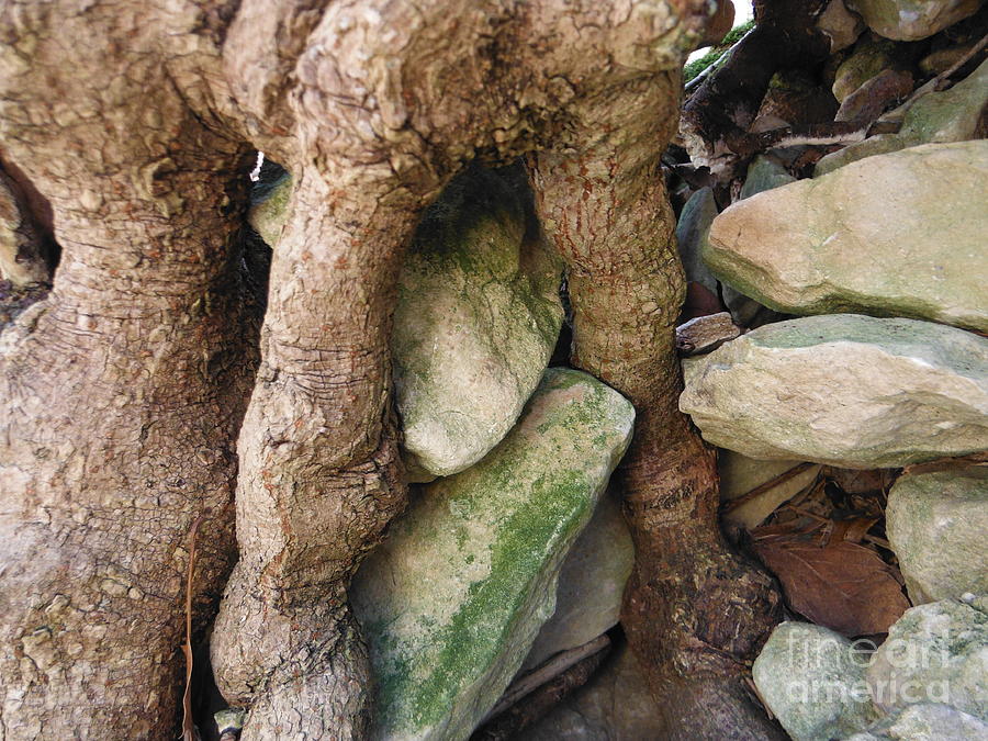 Rocks And Roots 1 Photograph by Paddy Shaffer - Fine Art America