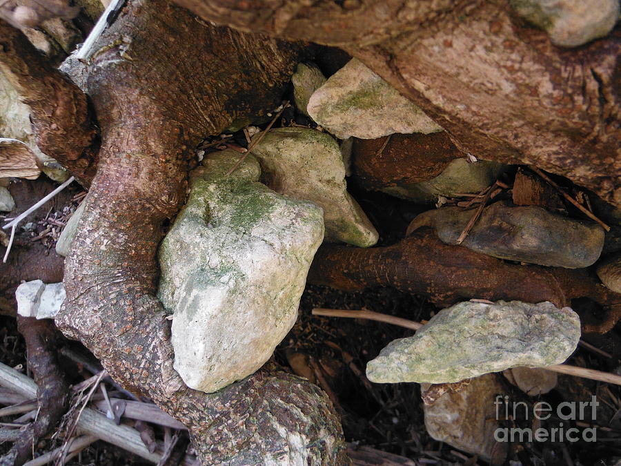 Rocks and Roots 2 Photograph by Paddy Shaffer - Fine Art America