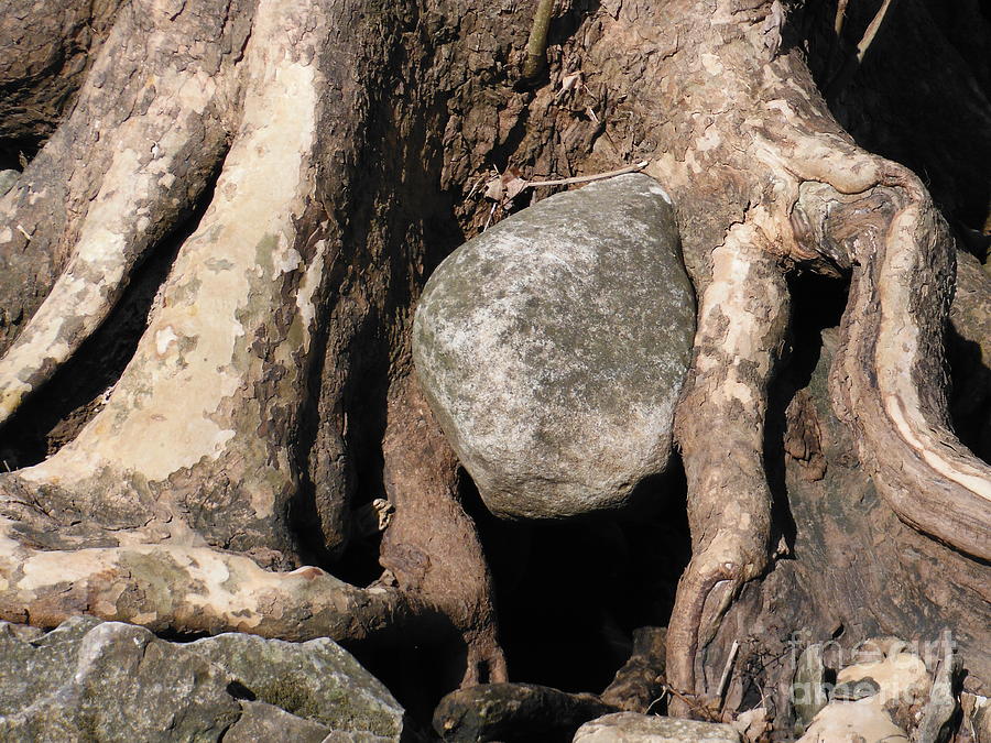 Rocks And Roots 7 Photograph by Paddy Shaffer - Fine Art America