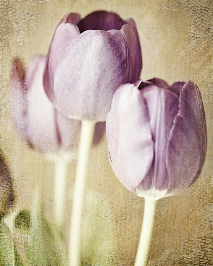 Romantic Pastel Purple Tulips Photograph by Lisa R - Fine Art America