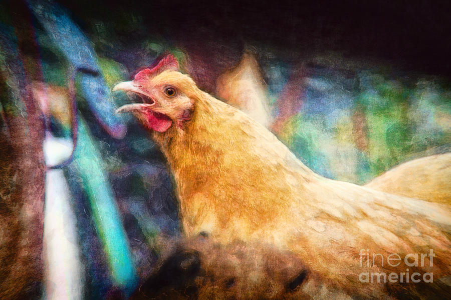 Rooster Cry Photograph by Davy Cheng - Pixels