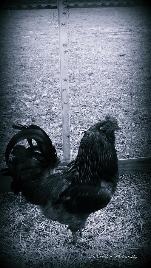 Rooster Digital Art by Danielle Denton - Fine Art America