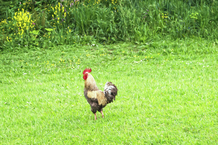Rooster In Grassy Field Photograph by Panoramic Images - Fine Art America