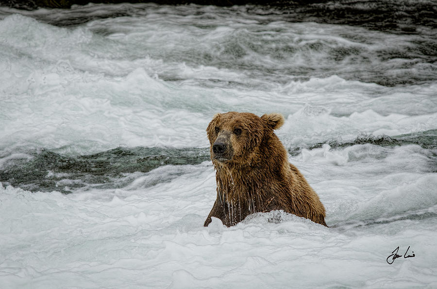 Root Bear Float Photograph by Jason Lanier - Fine Art America