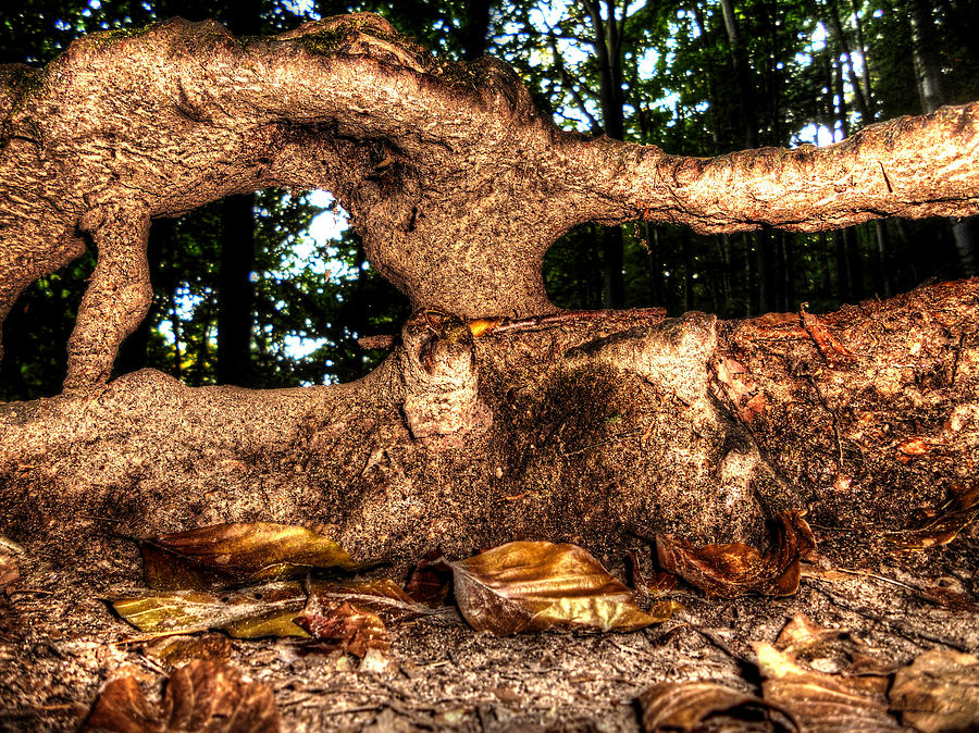 Root Formation Photograph by Alexander Drum - Fine Art America