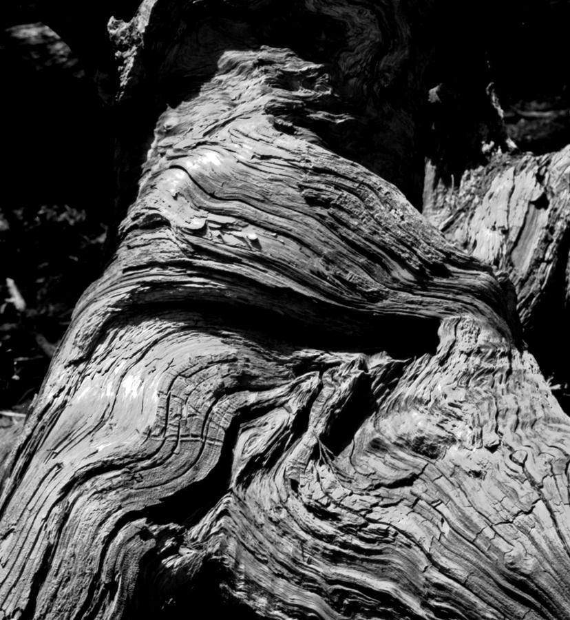 Root Man Photograph by James Bryant - Fine Art America