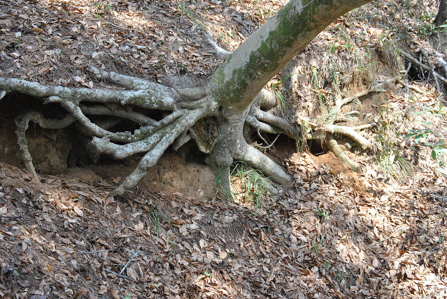 Root System Photograph by Michele Kaiser | Pixels