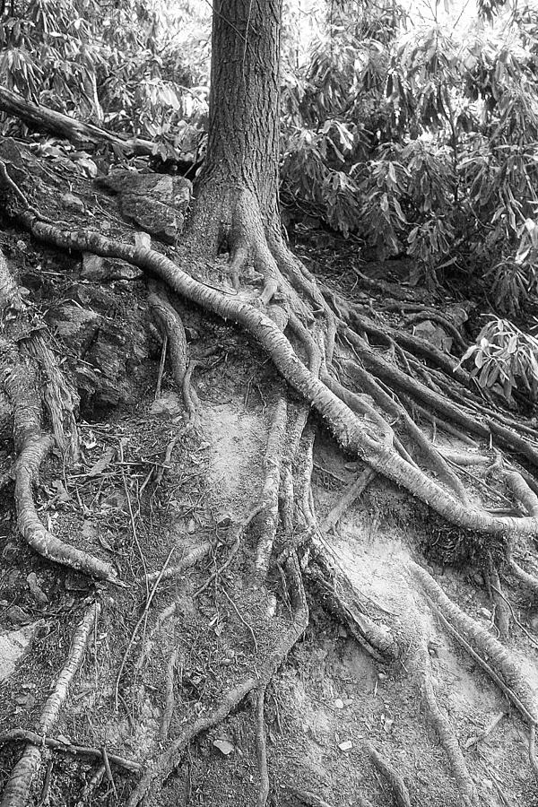 Root System Study 2 Photograph by BUD LaROSA - Fine Art America