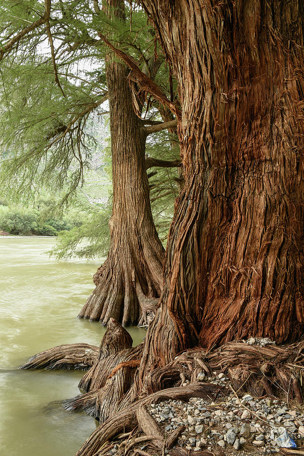 Roots Of Ahuehuetes Growing Along Banks Photograph by Marcos Ferro ...
