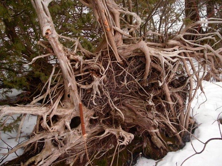 Roots Photograph by Travis Bigelow - Fine Art America