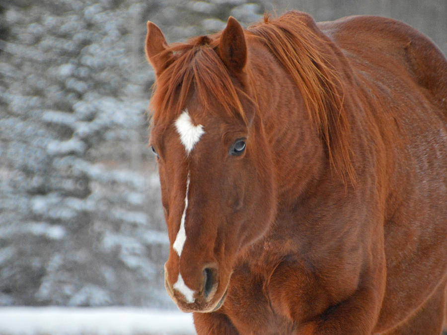 Roper Photograph by Tracy Burton - Fine Art America