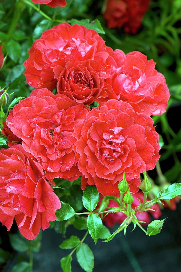 Rosa 'raspberry Royale' Photograph by Adrian Thomas - Fine Art America