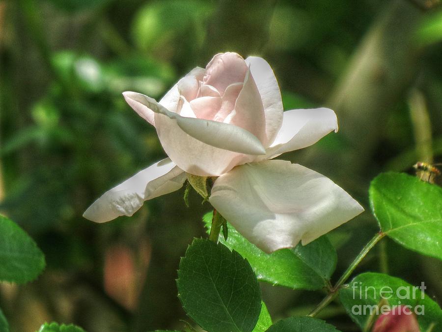 Rose 2 Photograph by Chuck Buckner - Fine Art America