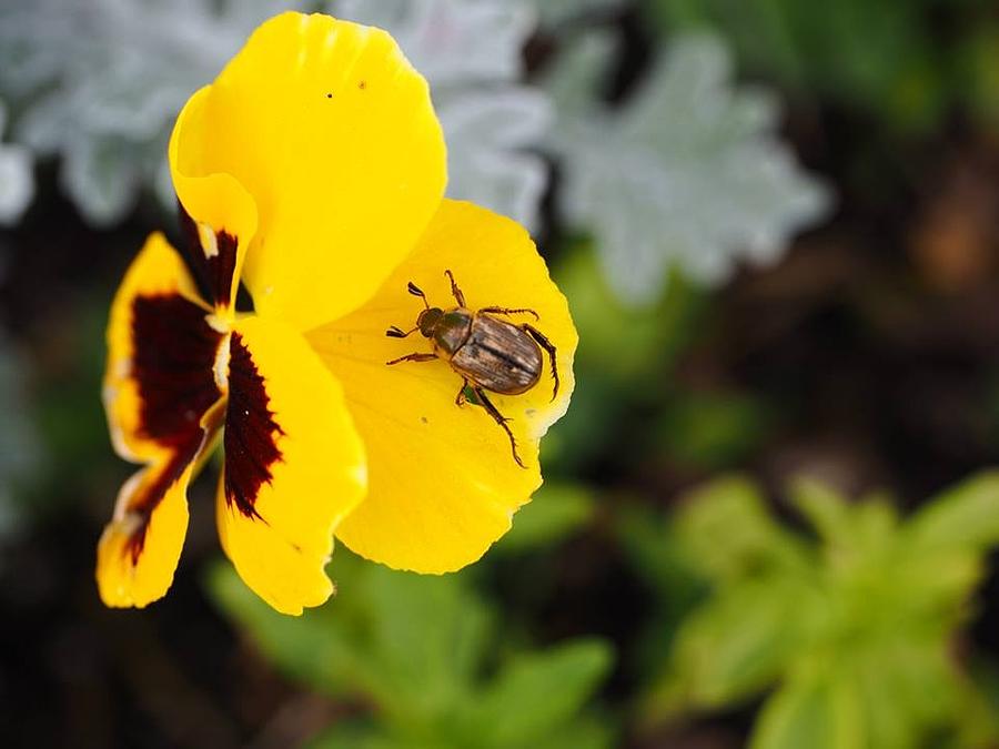 Rose Bug Photograph by Mark Ball - Pixels