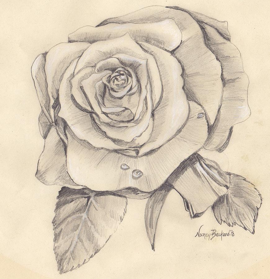 Rose Drawing Drawing by Nancy Beckerdite - Fine Art America