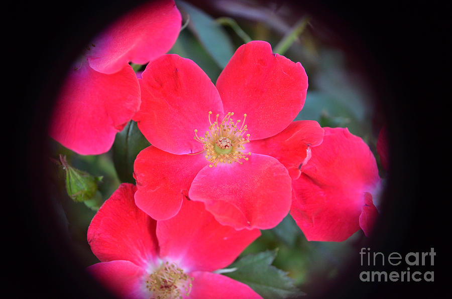 Rose Highlight Photograph by Kimberly Roberts - Fine Art America