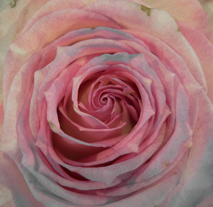 Rose by Patrick Hofer