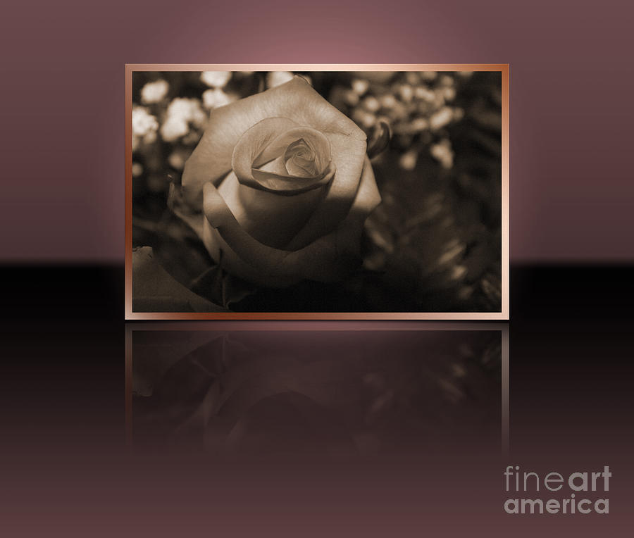 Rose reflection Photograph by Claudia M Photography - Fine Art America