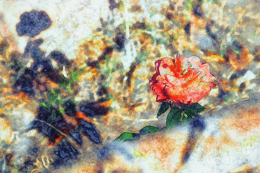 Rose Shadow Photograph by Davy Cheng - Fine Art America