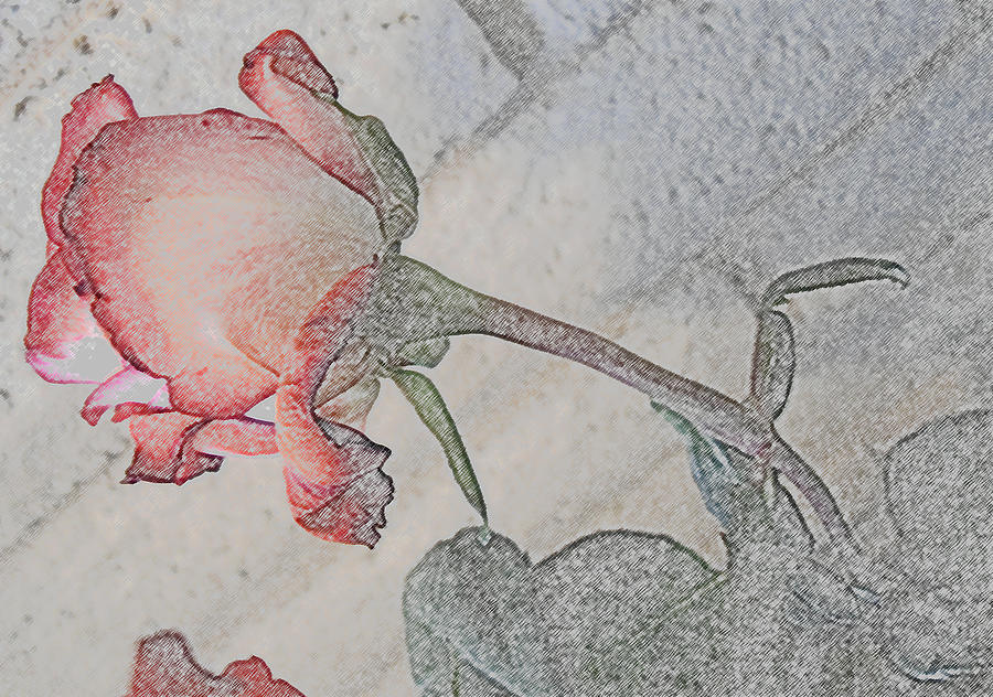 Single Rose 3 Digital Art by Lovina Wright - Fine Art America