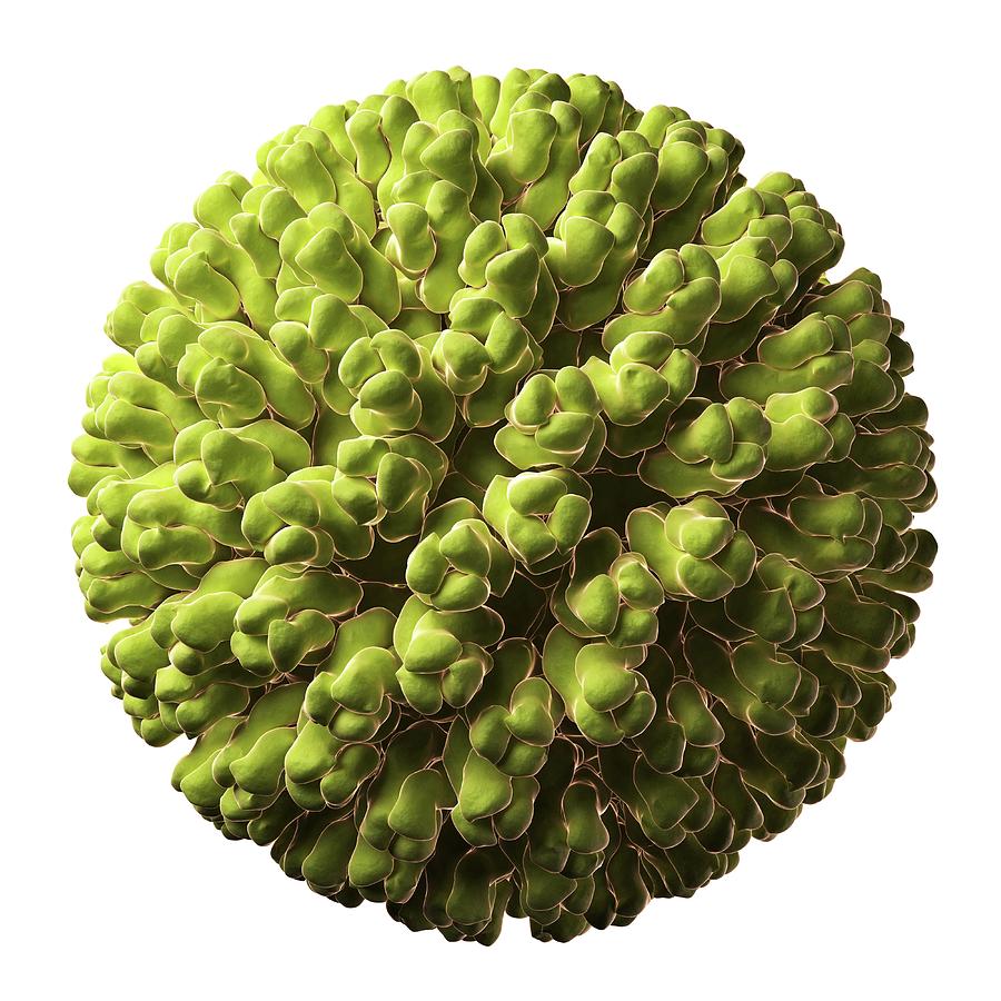 Rotavirus Particle Photograph by Sciepro/science Photo Library - Pixels