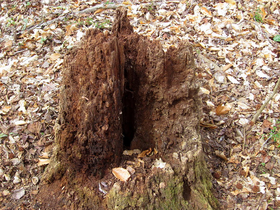 Rotted Tree Stump Photograph by Peter LaPlaca | Fine Art America