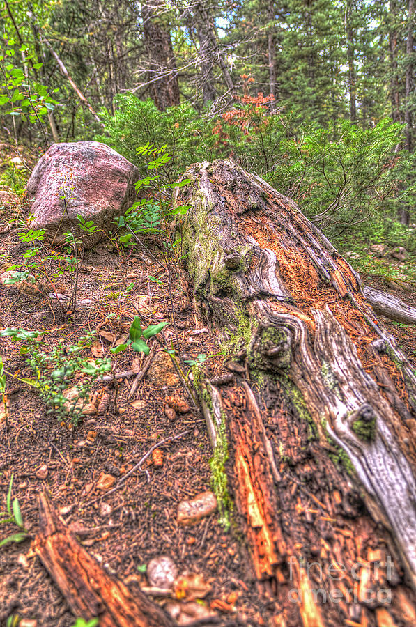 Rotting in the forest Photograph by Earl Nelson - Fine Art America