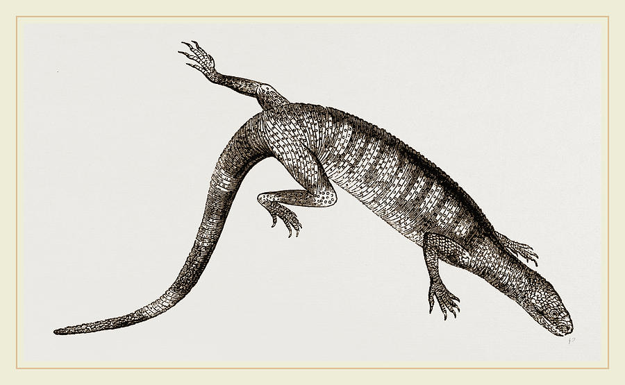 Rough-sealed Heloderma Drawing by Litz Collection | Fine Art America