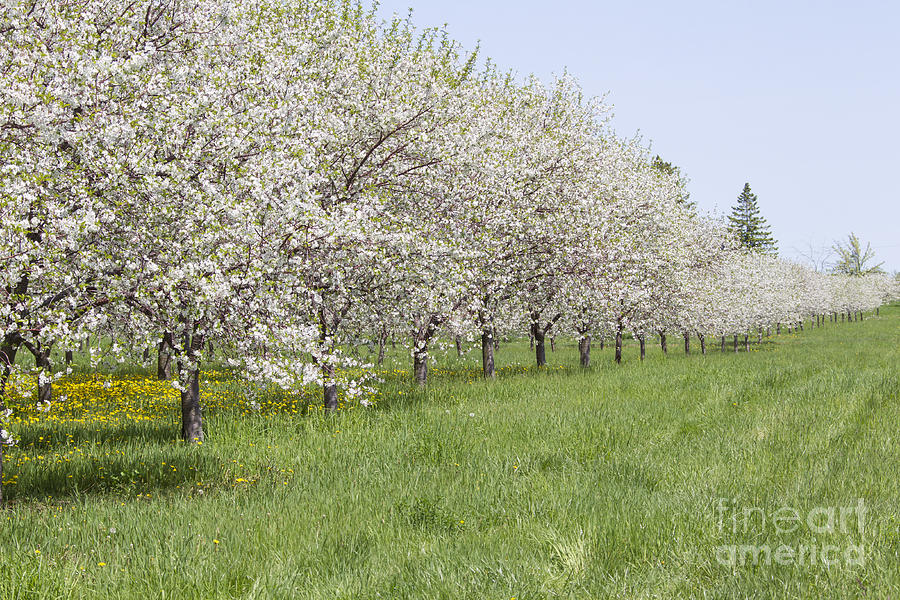 Rows of Cherry Trees Photograph by Keith Bell | Fine Art America