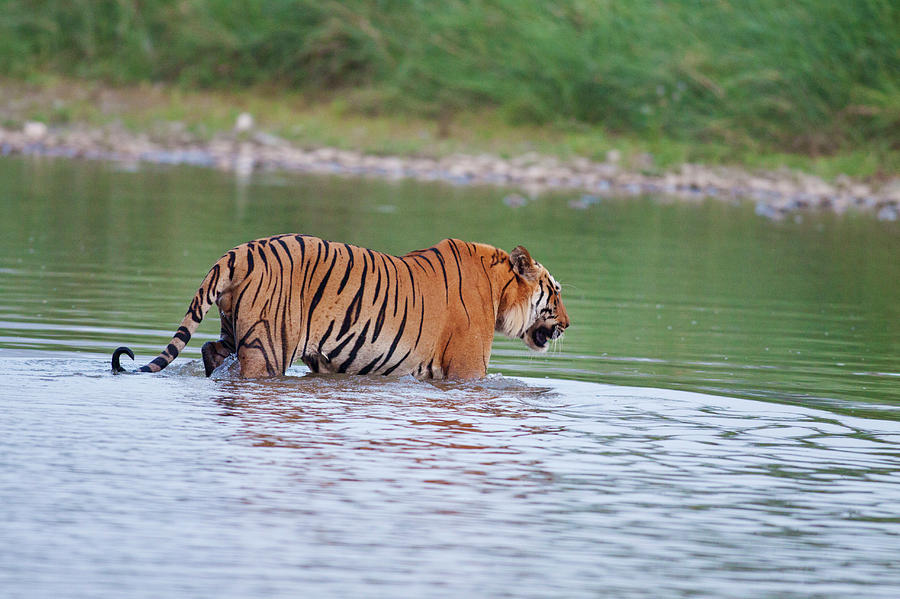 Royal Bengal Tiger, Crossing The River Photograph by Jagdeep Rajput | Fine Art America