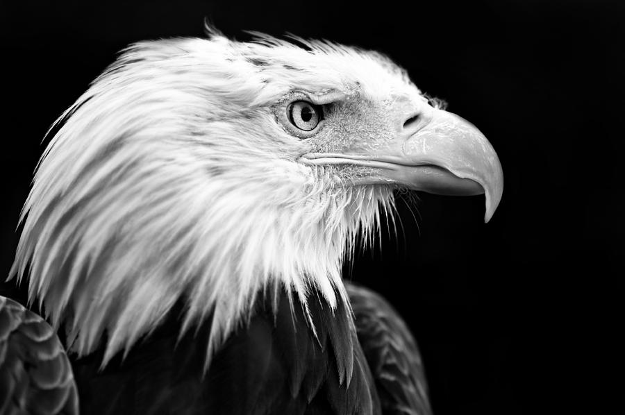 Royal Eagle Photograph by Gilles Lougassi | Fine Art America