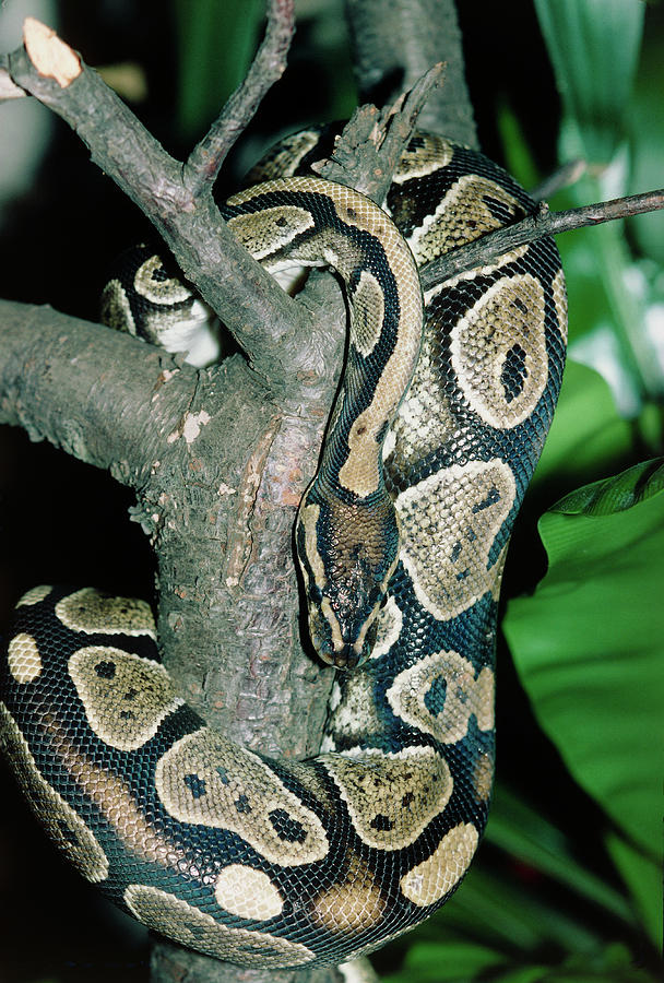 Royal Python Photograph by Dr Morley Read/science Photo Library - Fine ...