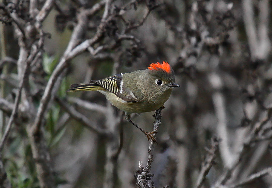 Ruby Crown Photograph by Thomas Kaestner - Pixels