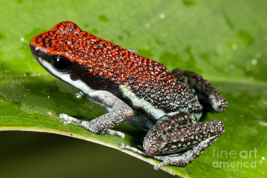 Ruby Poison Frog by Science Photo Library