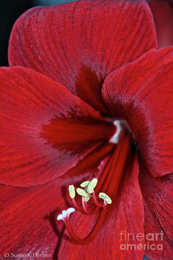 Ruby Red Amaryllis Photograph by Susan Herber - Fine Art America
