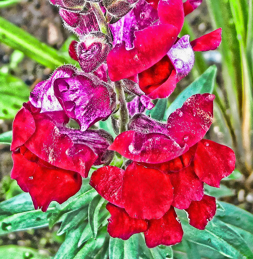 Ruby Red Photograph by Joe Bledsoe - Fine Art America