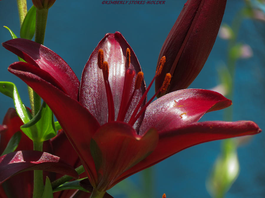 Ruby Red Lily Too Photograph by Kim Holder - Pixels