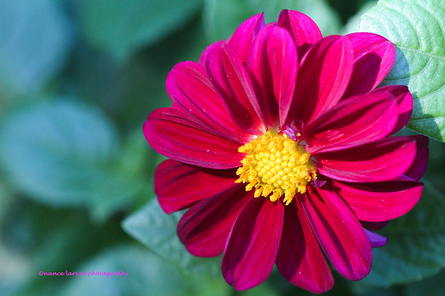 Ruby Red Photograph by Nance Larson - Fine Art America