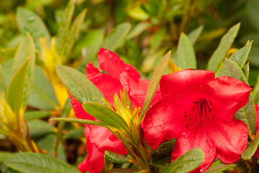Ruby Red Photograph by Robert Johnson - Pixels