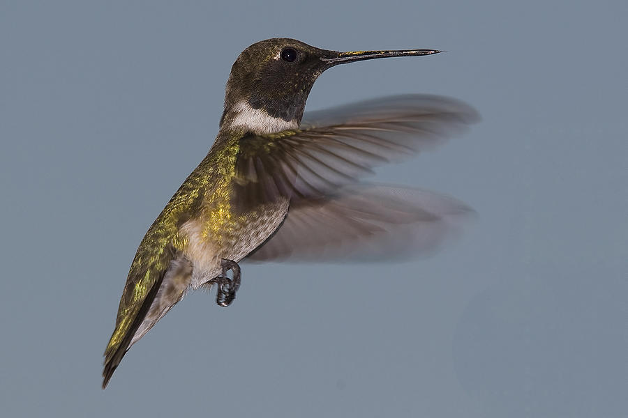 Ruby throat hummingbird Photograph by Duane Angles - Fine Art America