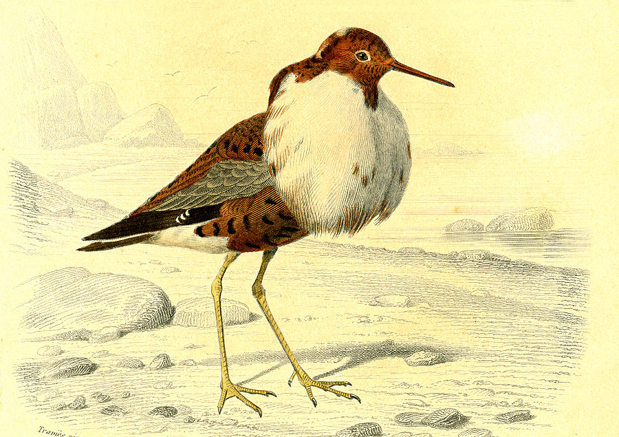 Ruff by Science Photo Library
