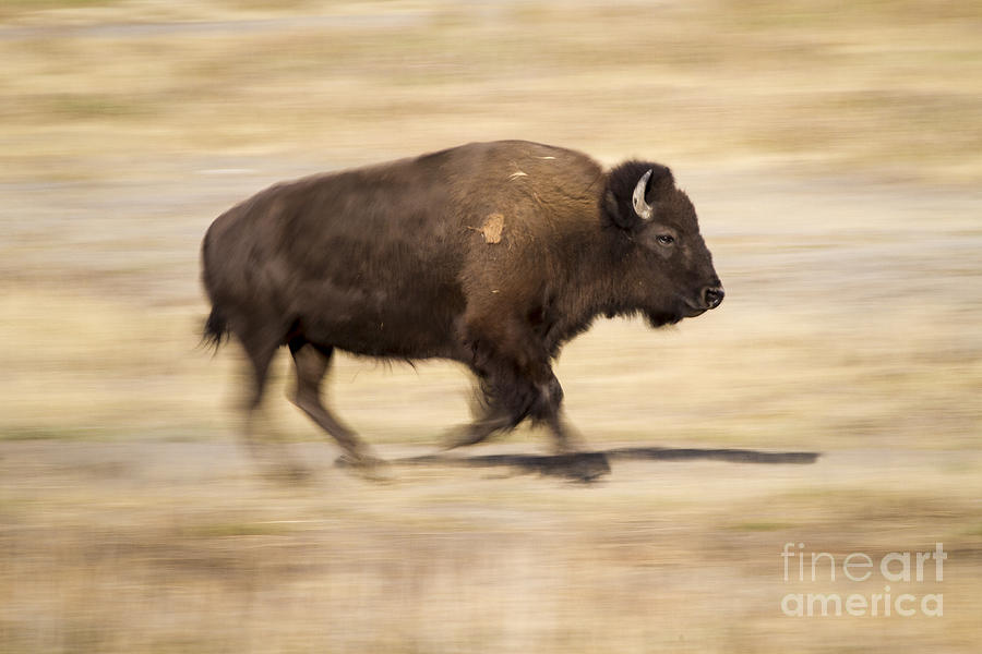Running Bison Photograph by Mike Cavaroc