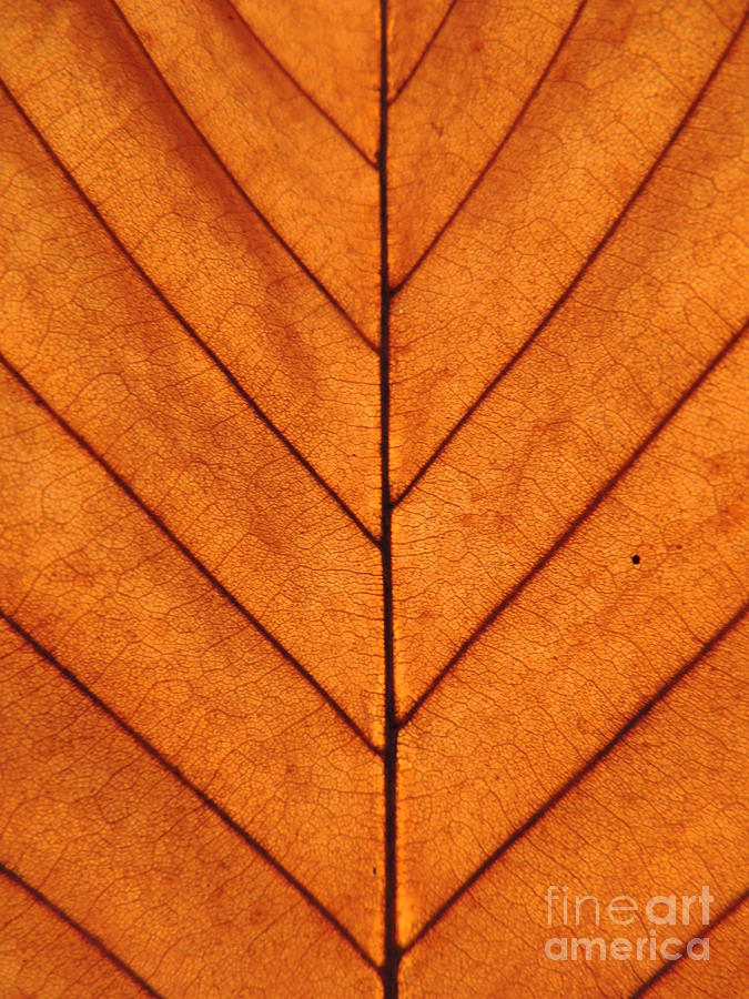 Rust Orange Leaf Abstract Photograph by Mariah Stone - Fine Art America