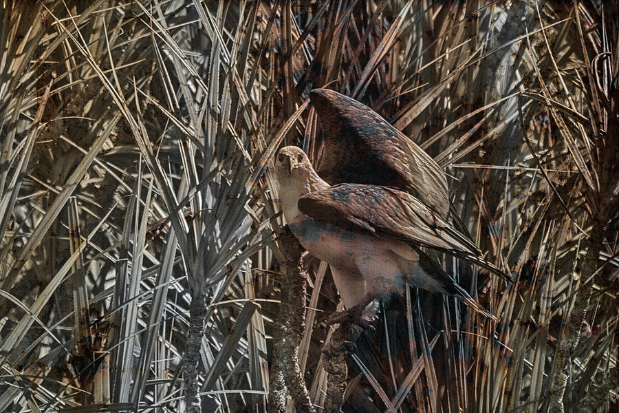 Rusted Eagle Photograph by Douglas Barnard - Fine Art America