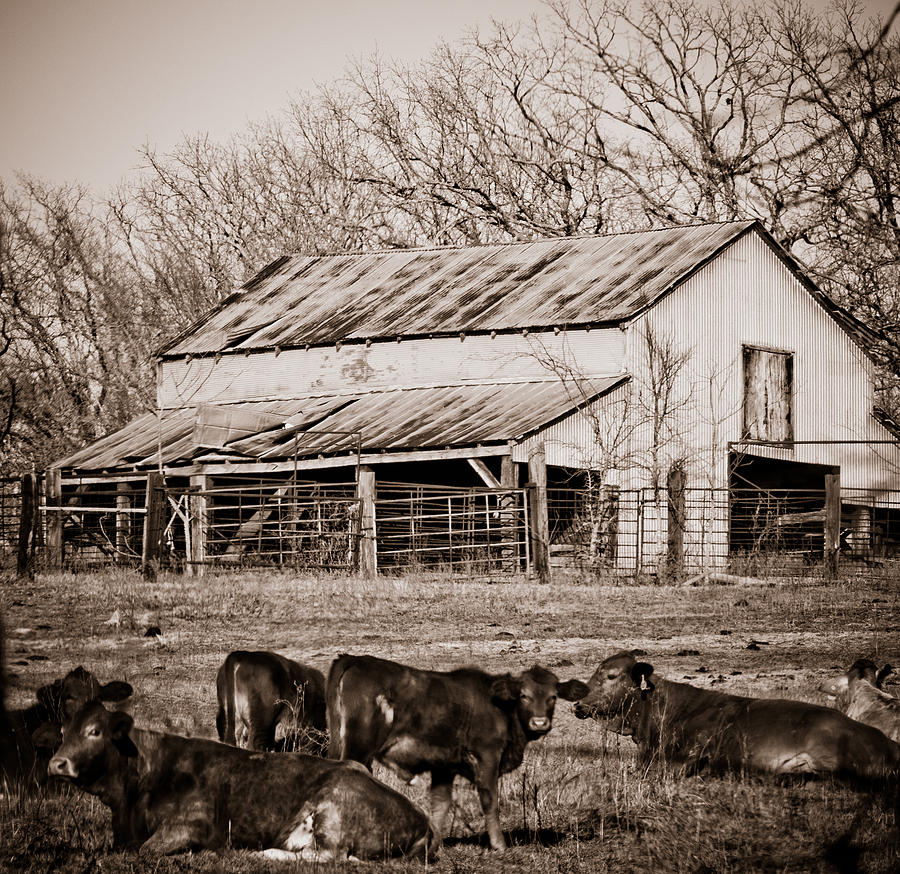 Rustic Barn Photograph by Sandi Cintron - Pixels